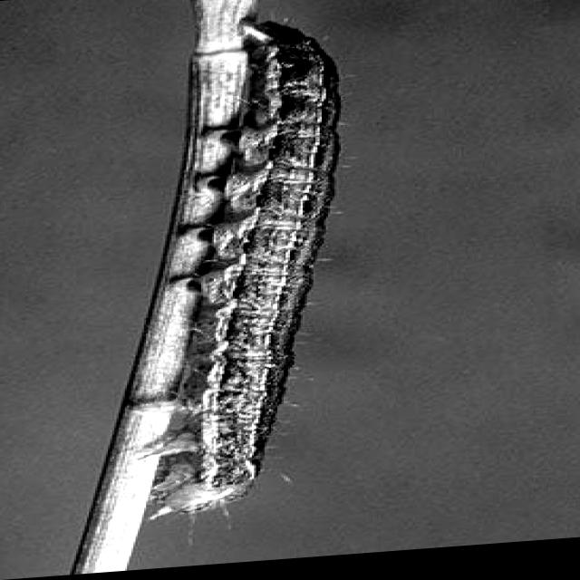 Corn Pest Object Detection Dataset and Pre-Trained Model by dfkl