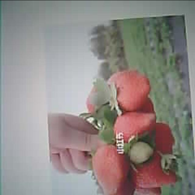 딸기 Object Detection Dataset by strawberry