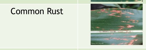 common_rust Object Detection Dataset and Pre-Trained Model by yolov8