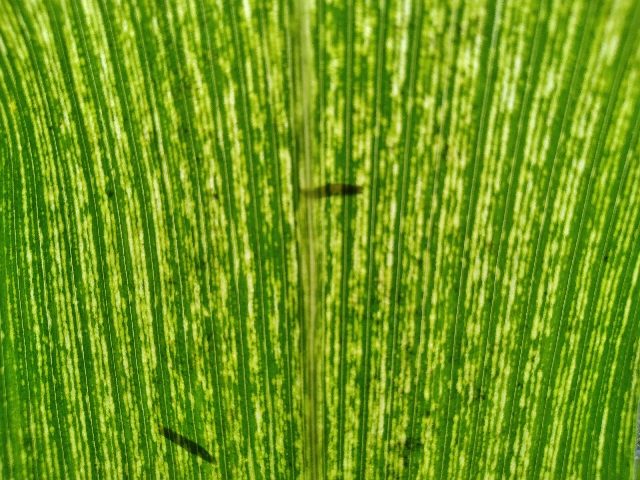 Top Msv Datasets and Models | Roboflow Universe