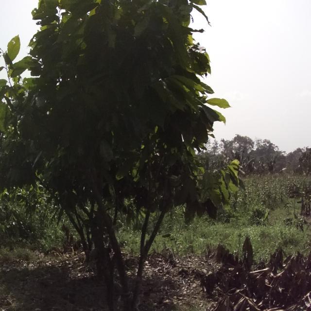 Cocoa Detection Object Detection Dataset By Fyp2024