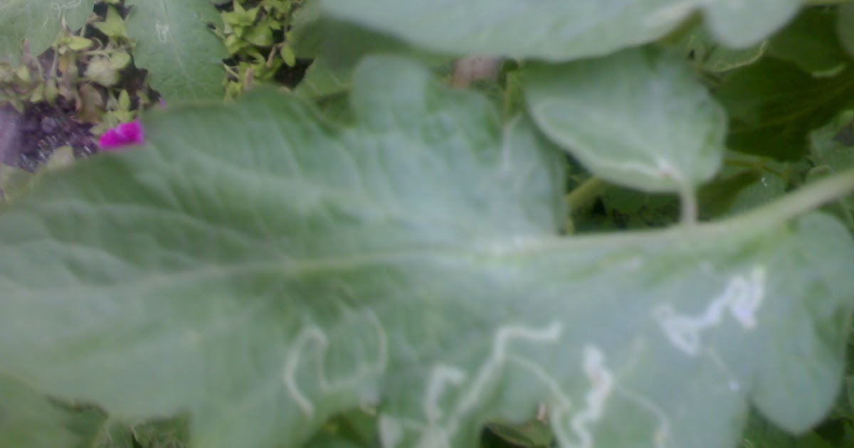 Tomato Leaf Disease Object Detection Dataset by shenduxx