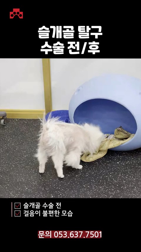 dog abnormal behavior detect Object Detection Dataset by Yolo V5