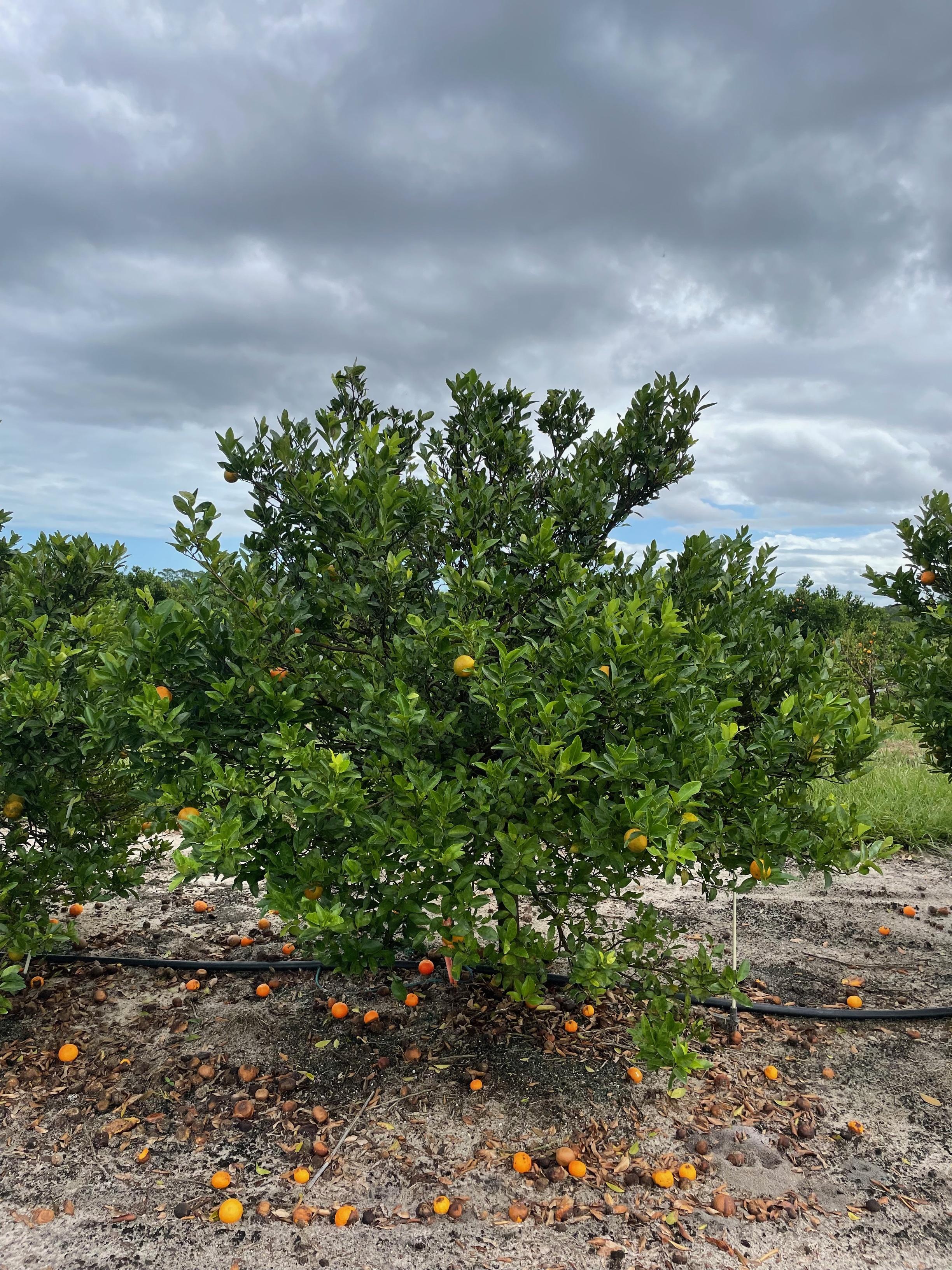 citrus Object Detection Model by Tekincan akal