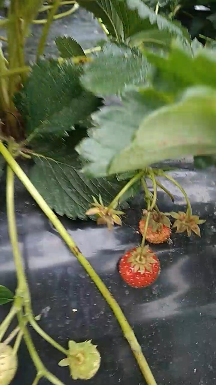 strawberry detection Object Detection Dataset and Pre-Trained Model by school