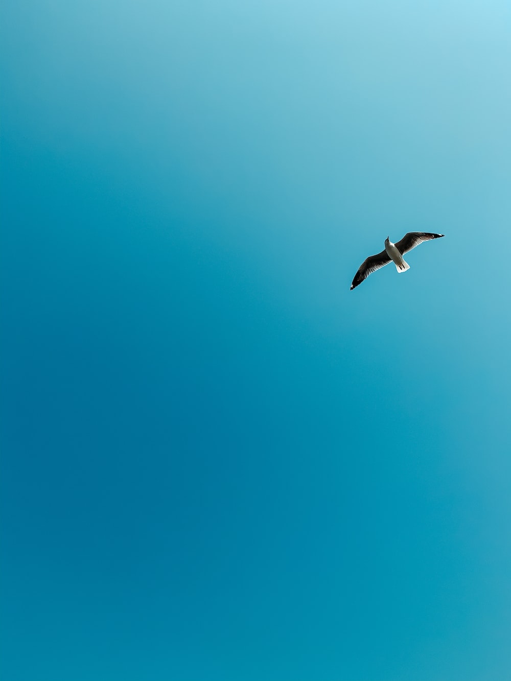 Birds And Drones Object Detection Dataset And Pre Trained Model By