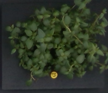 Sumant - Roboflow Universe