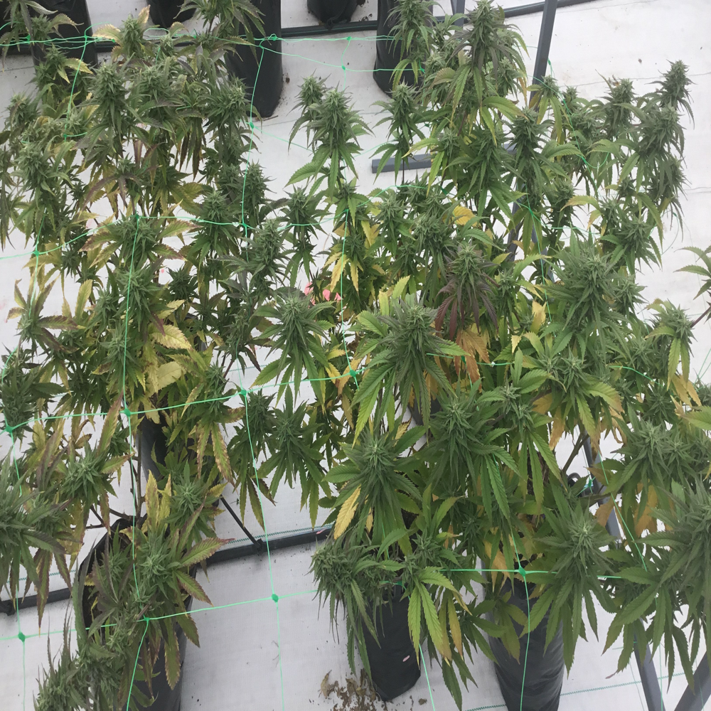 Cannabis_Diseases Semantic Segmentation Dataset by DC