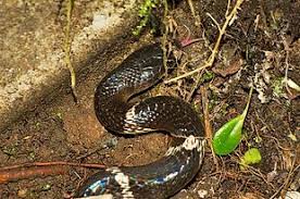 Snake Detection Object Detection Dataset and Pre-Trained Model by Snake Demo