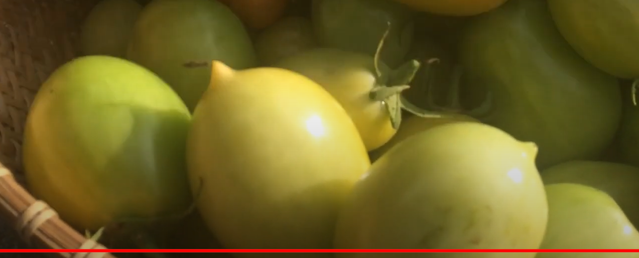 tomato Instance Segmentation Model by yolo