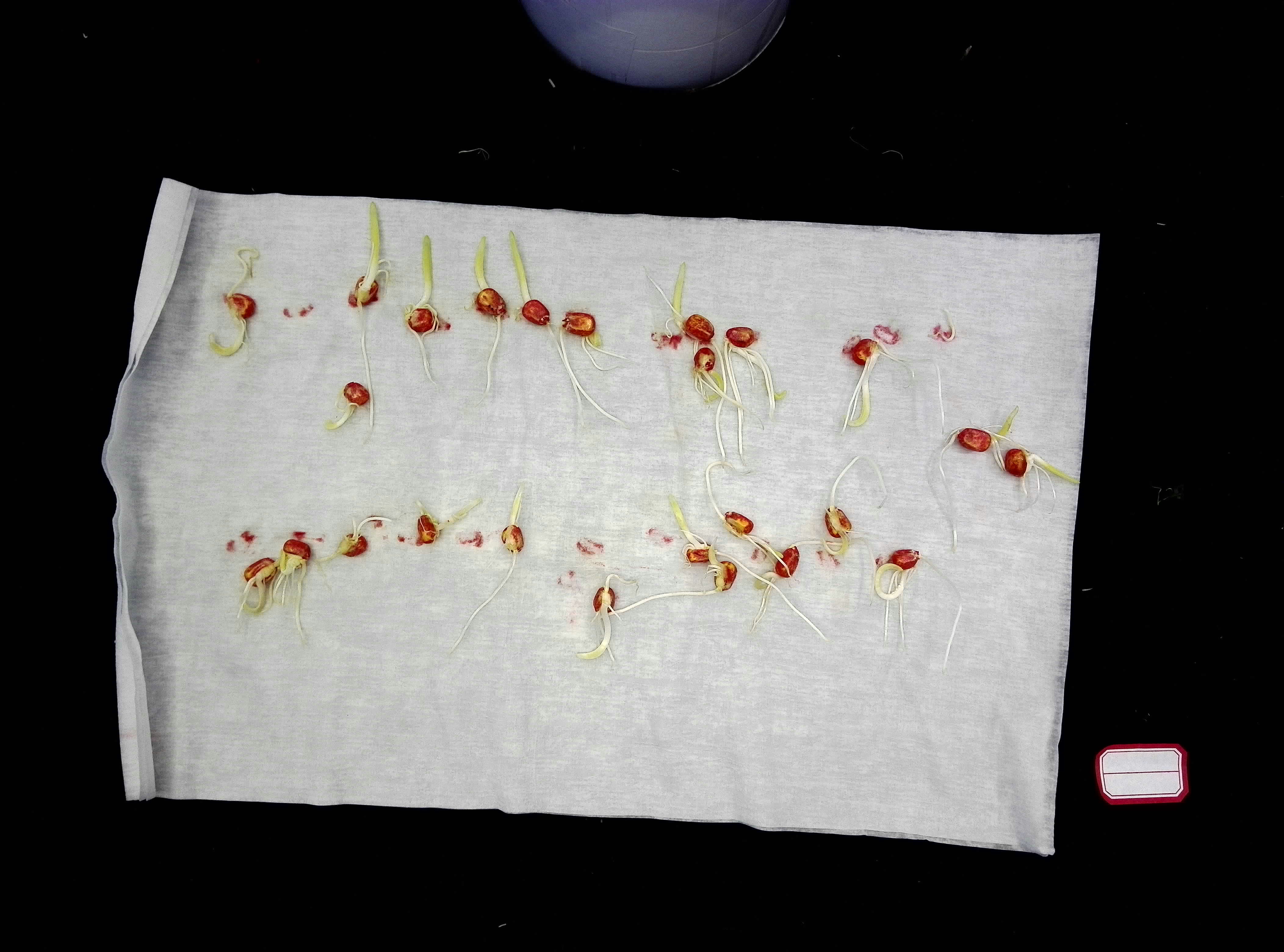 SEEDS Object Detection Dataset by LiuLLLXXX