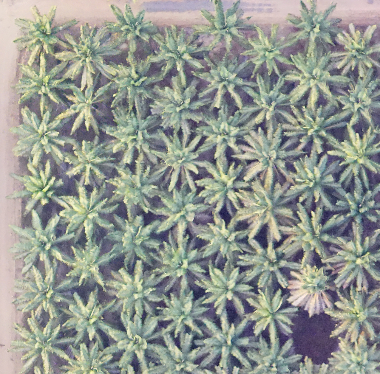 crop palm rico Object Detection Dataset by Rico Prediansyah