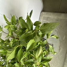 herbal_leaf_five_classes Object Detection Dataset and Pre-Trained Model ...