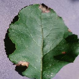 Leaf disease detection (leaf-disease-detection-90elk) - Roboflow Universe