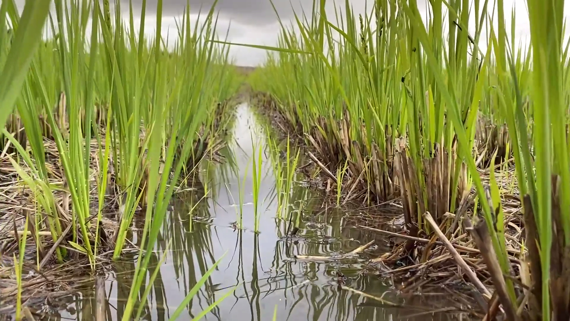 weed_detection_test(made by N.Y) Object Detection Dataset by ine