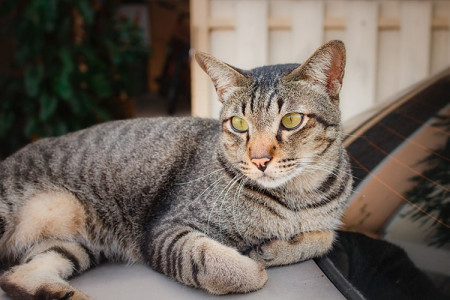 KUCING SAKIT Classification Model by Universitas Muhammadiyah Sorong