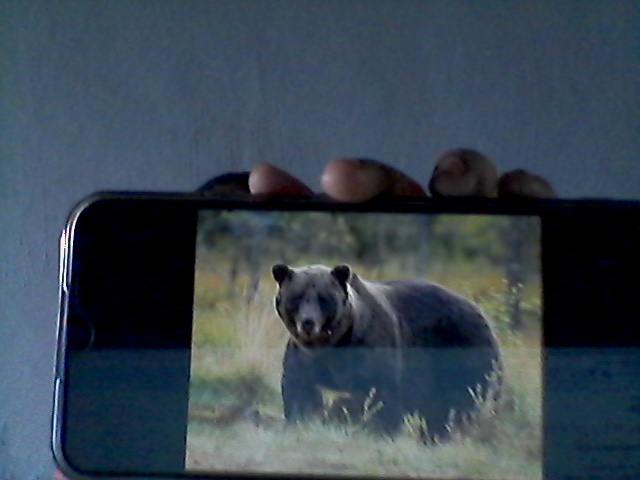 animals Object Detection Dataset by major project