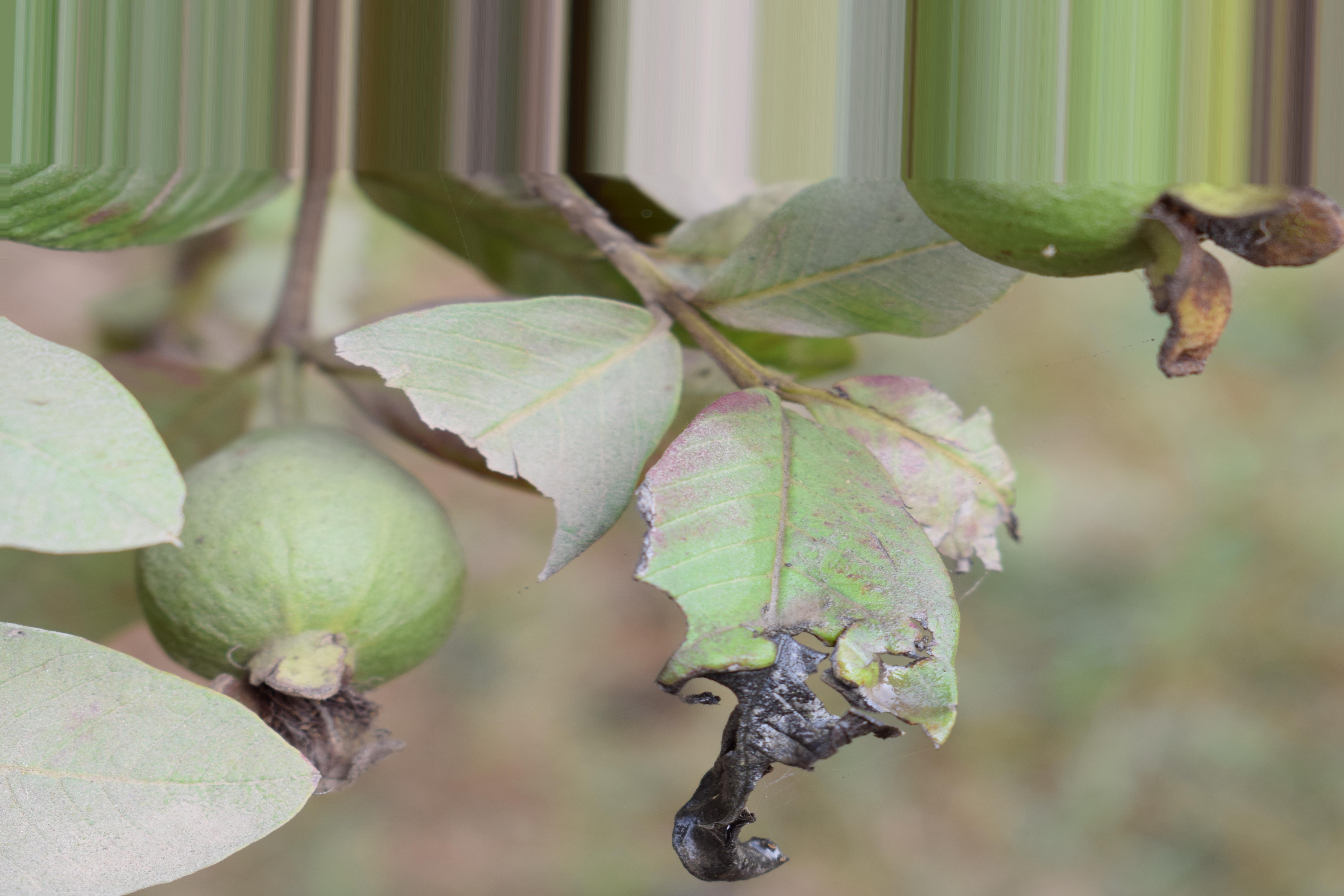 Guava Disease Identification Classification Dataset by WeaponDetections