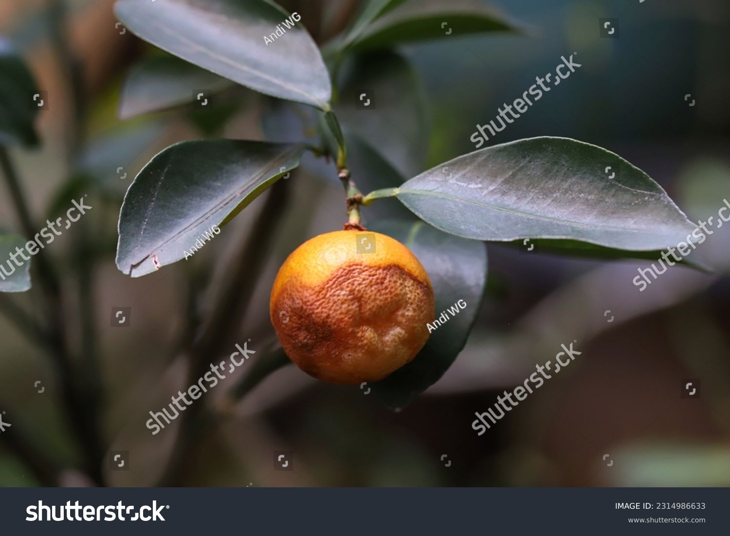 Cat Detection Cat Detection Ah7aq Roboflow Universe