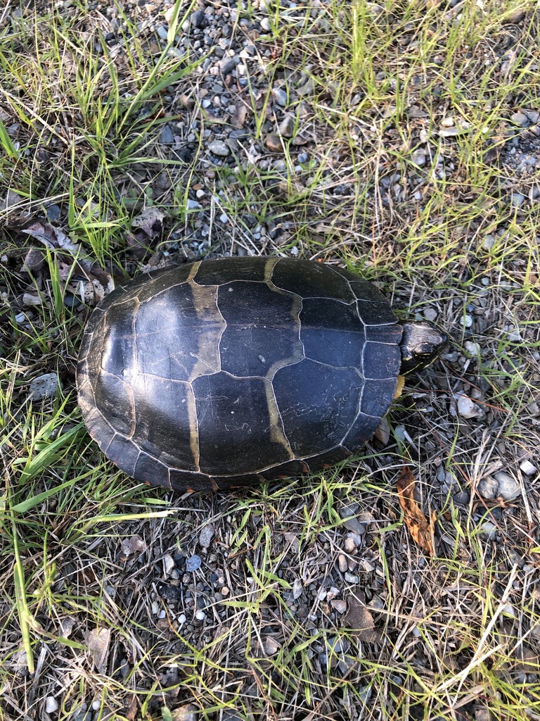 Maryland Turtle Shell ID Object Detection Dataset and Pre-Trained Model by model v2a