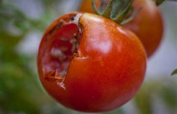 Tomatoes Object Detection Dataset by Government Engineering College Thrissur