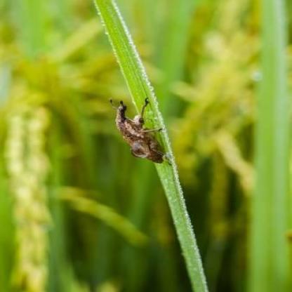 Rice Pest Classification Model by Jonald