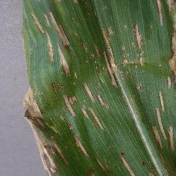 Corn Leaves Object Detection Dataset and Pre-Trained Model by PCD