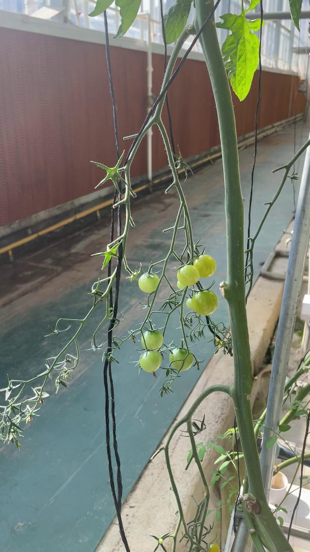 tomato Object Detection Dataset by weichengshu