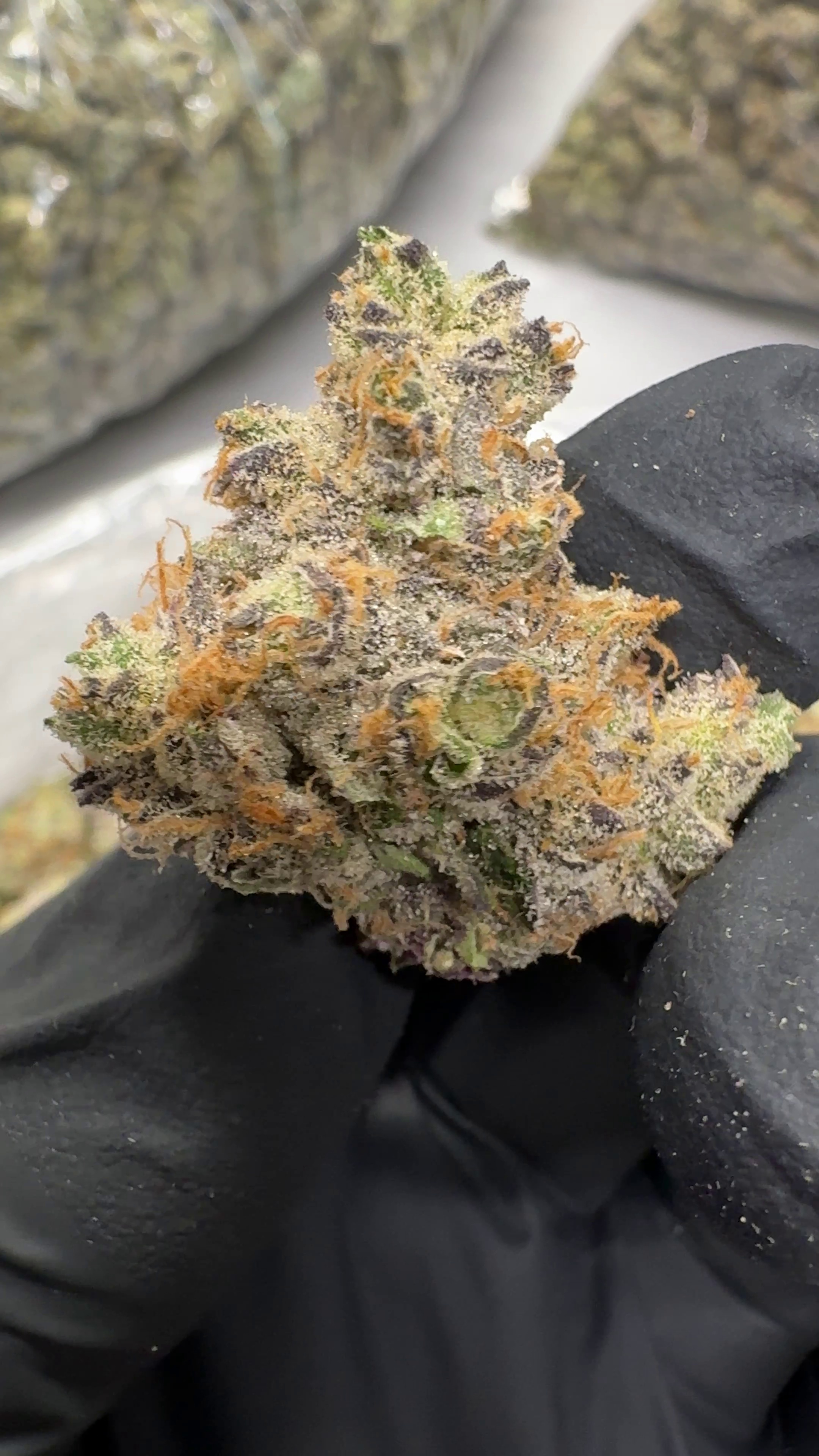 Trim job 2 Instance Segmentation Dataset by Cannabis