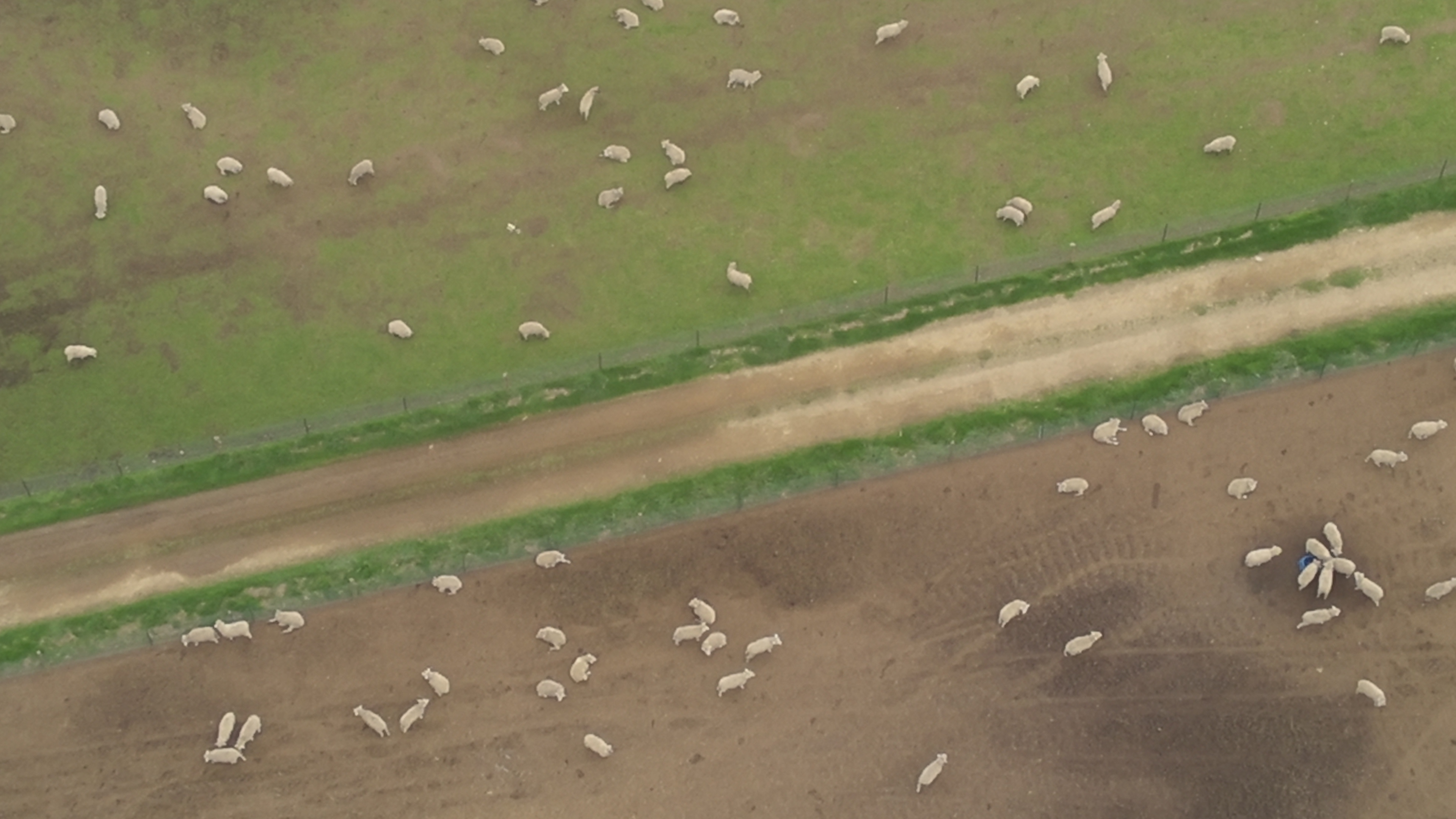 Sheepdetection Object Detection Dataset And Pre Trained Model By Nolan