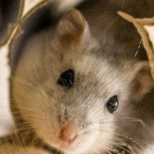 p2 Object Detection Dataset and Pre-Trained Model by noc