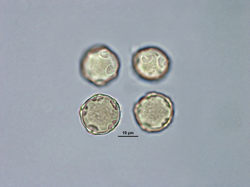 Pollen Detection Object Detection Dataset By 3a Polytech