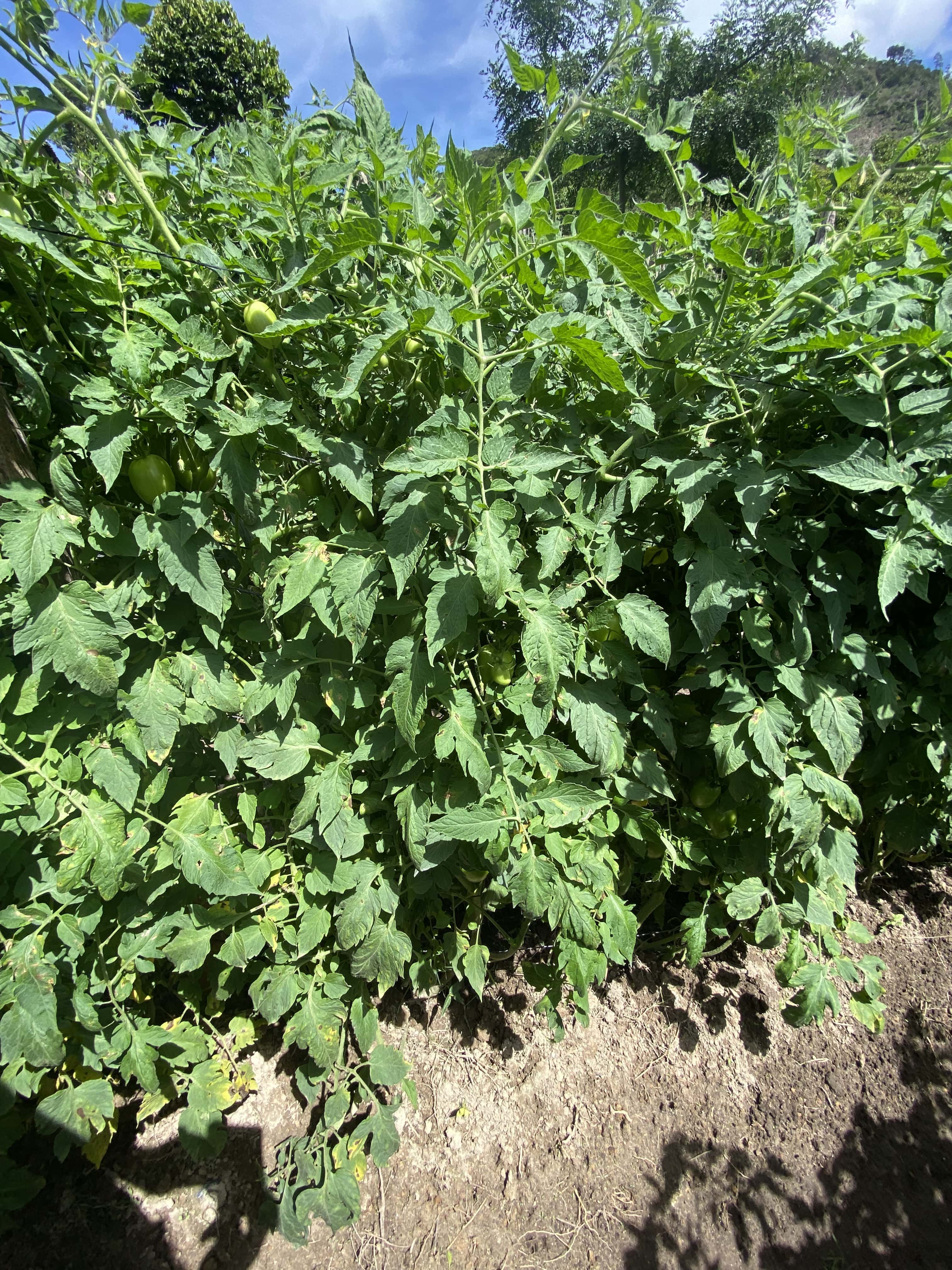 Tomate Object Detection Dataset And Pre Trained Model By Tomates