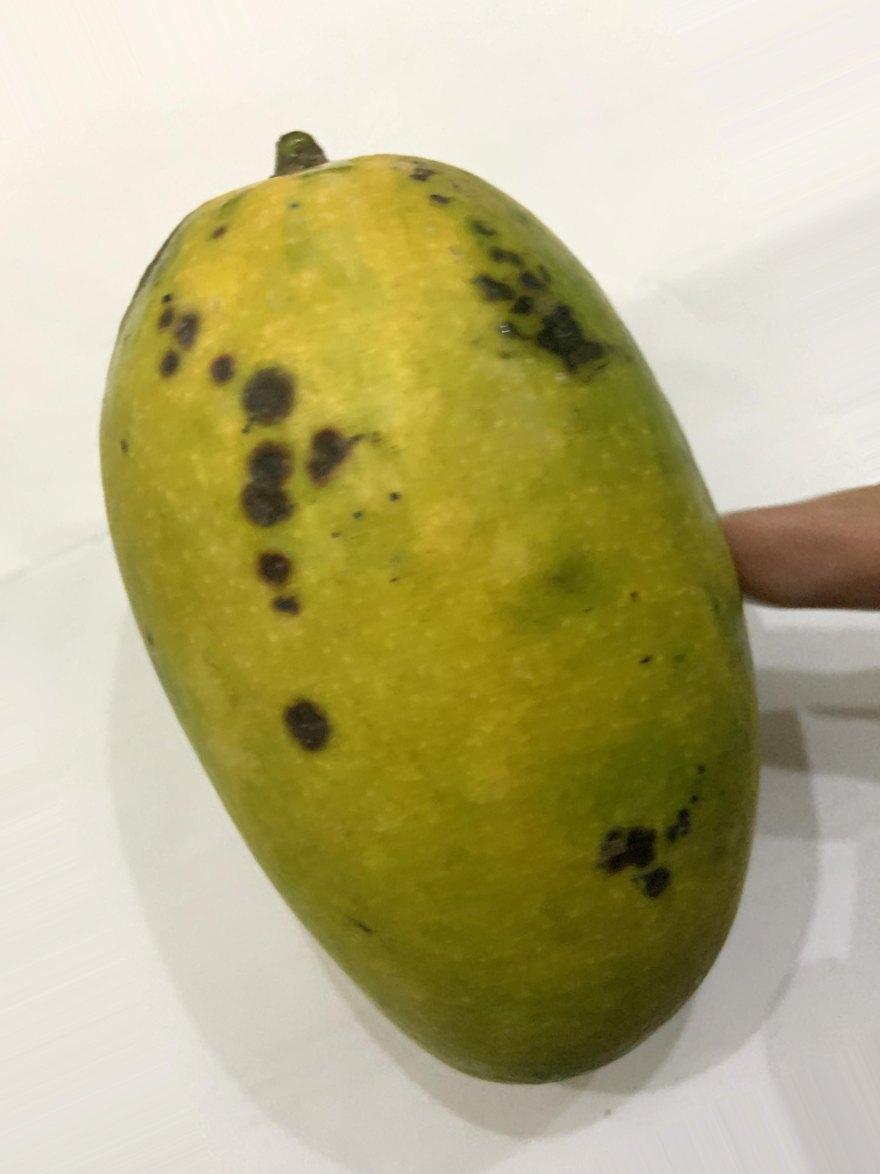 Mango_Outlining1 Instance Segmentation Dataset by Workspce