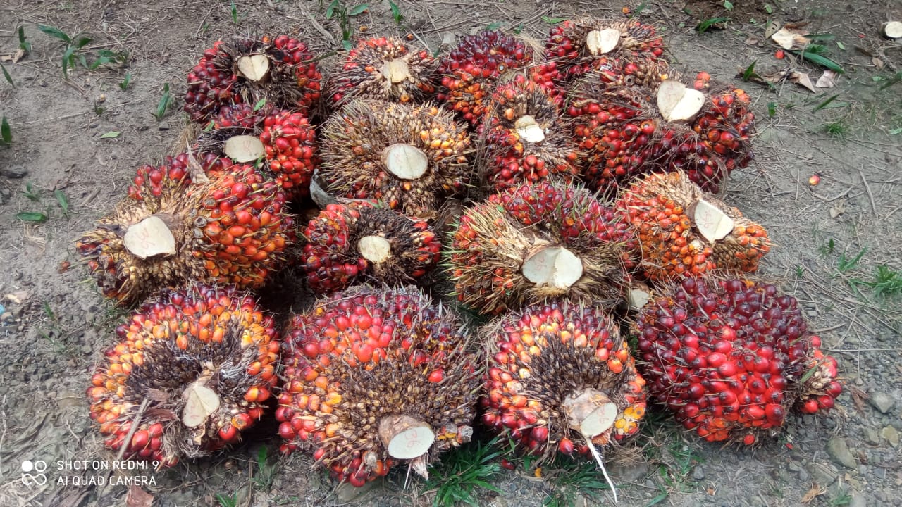 Cluster Pal Oil Object Detection Dataset by Palm Oil