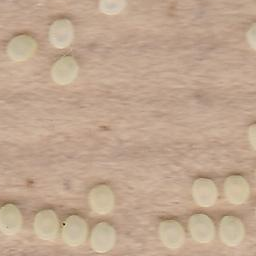 Silkworm Classification Object Detection Dataset By Diseaseclassification