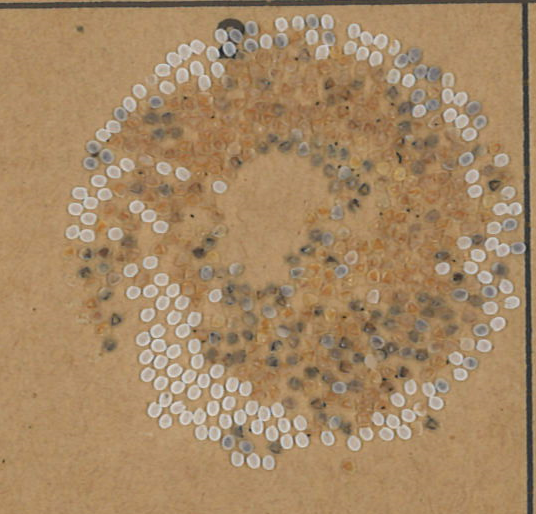 Silkworm classification Object Detection Dataset and Pre-Trained Model ...