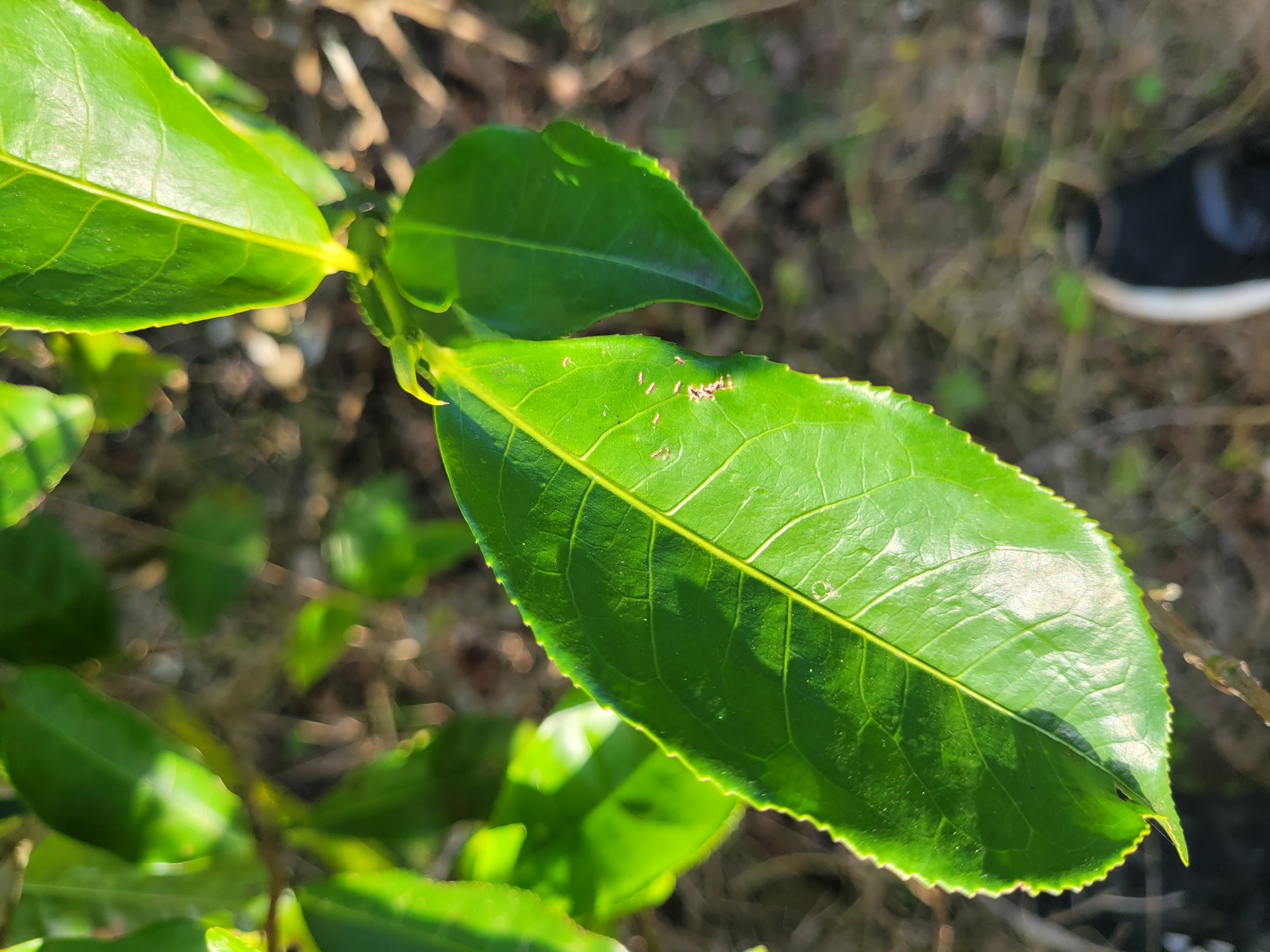 TeaSortAIDataSet Classification Dataset (v1, 2025-04-04 7:14am) by ...