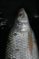 NARESH KRISHNAN - Roboflow Universe