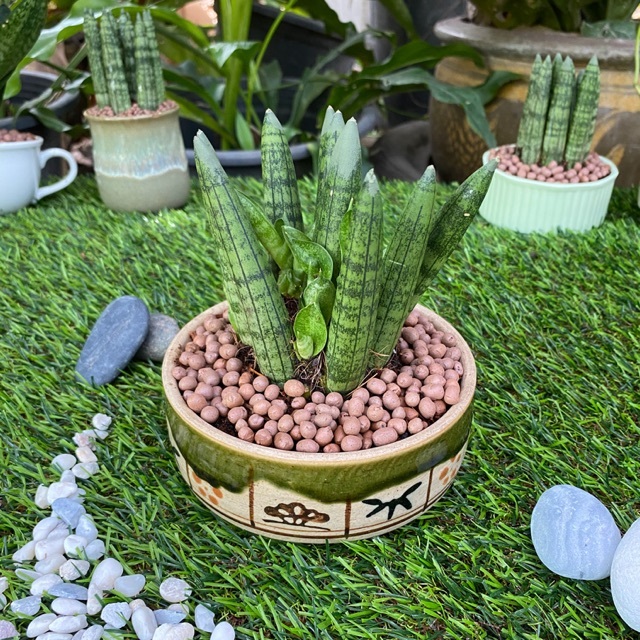 Plants Train Dataset Object Detection Dataset By Testplants