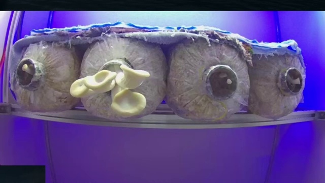Mushroom Object Detection Dataset And Pre Trained Model By Mushroom