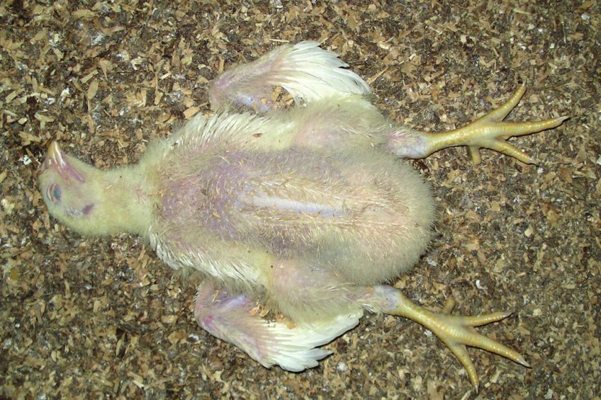 dead and helthy chiken Object Detection Dataset by ppp