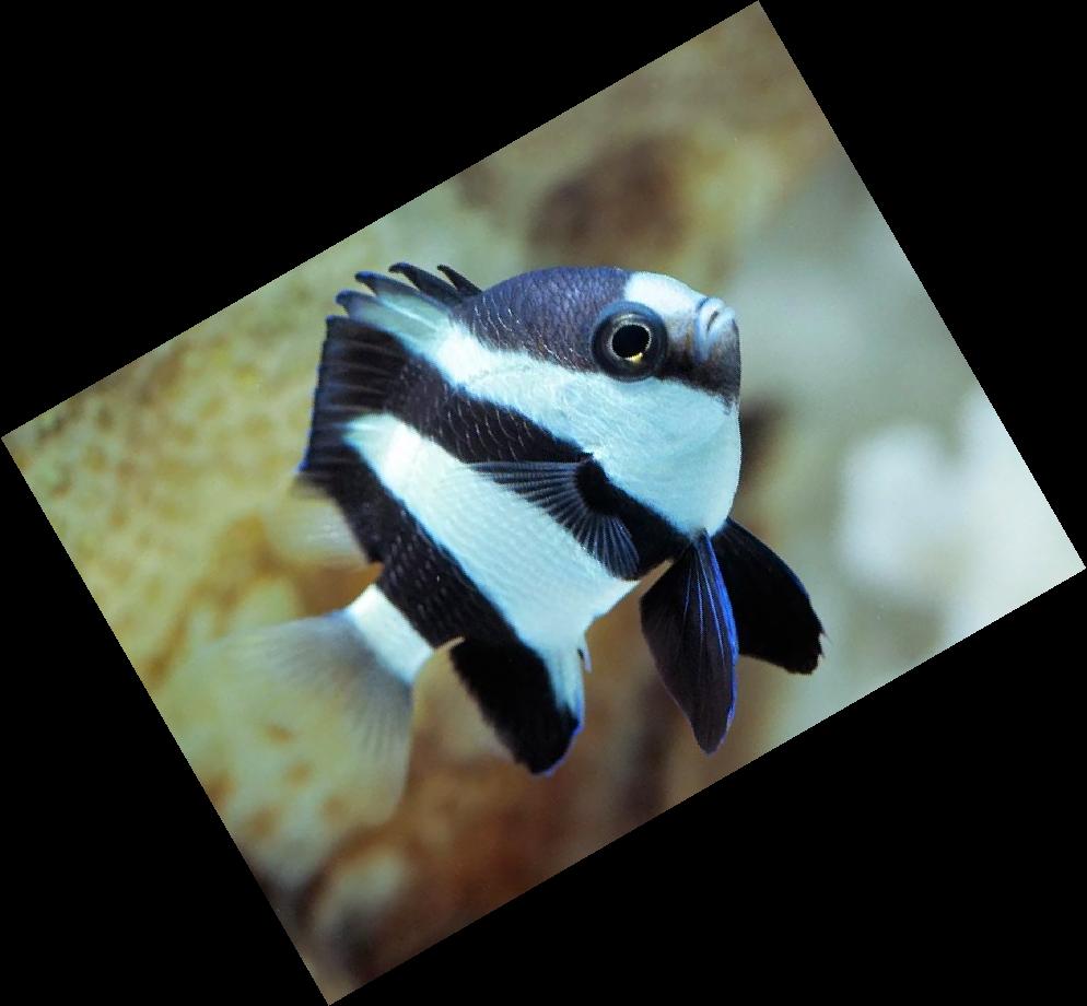 Fish Classifier Object Detection Model by TFGCAMILO