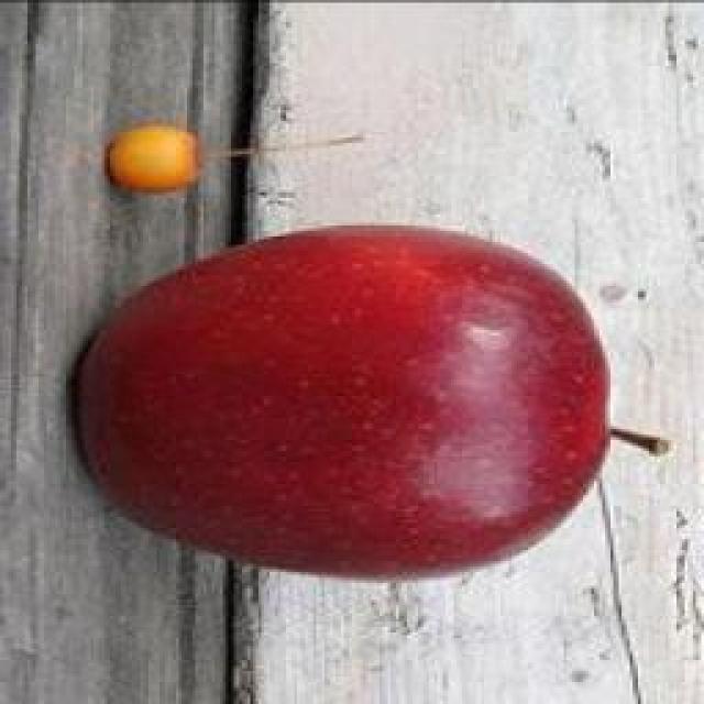 Apllecounting3 Object Detection Dataset and Pre-Trained Model by asd