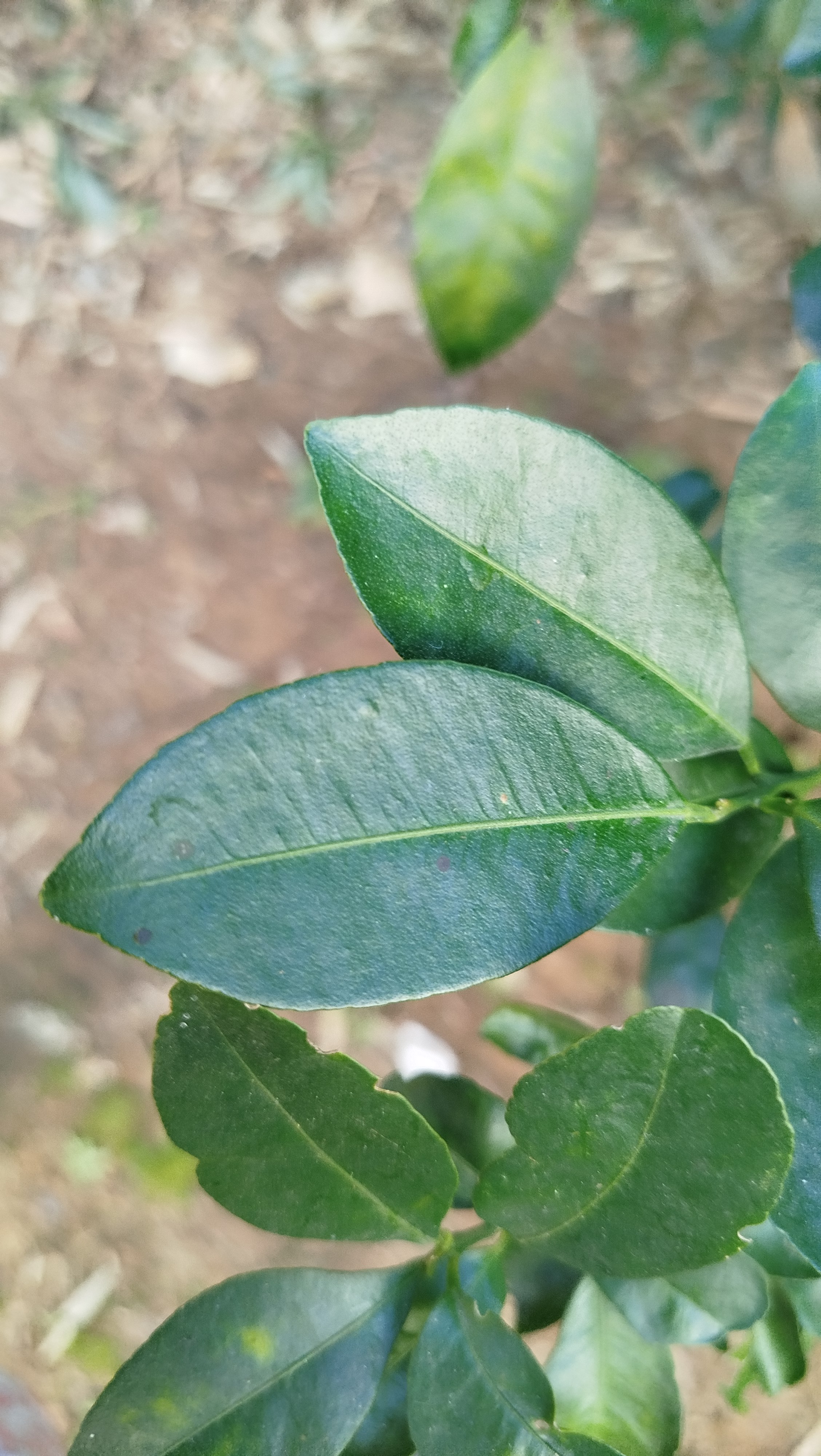 Citrus Leaves Object Detection Model by aubsmin