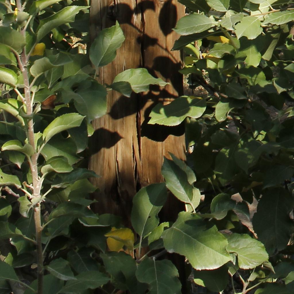 Intra Class Detection Apple Object Detection Dataset by Plastic Defect