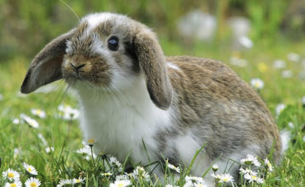 Suphatsara Phetkham - Roboflow Universe