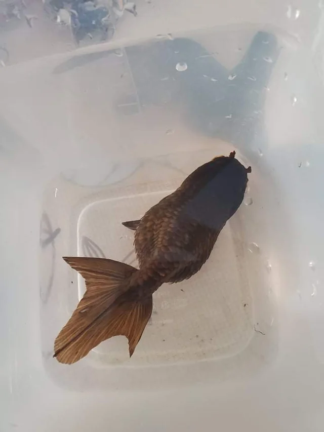 goldfish Object Detection Model by Nkrita