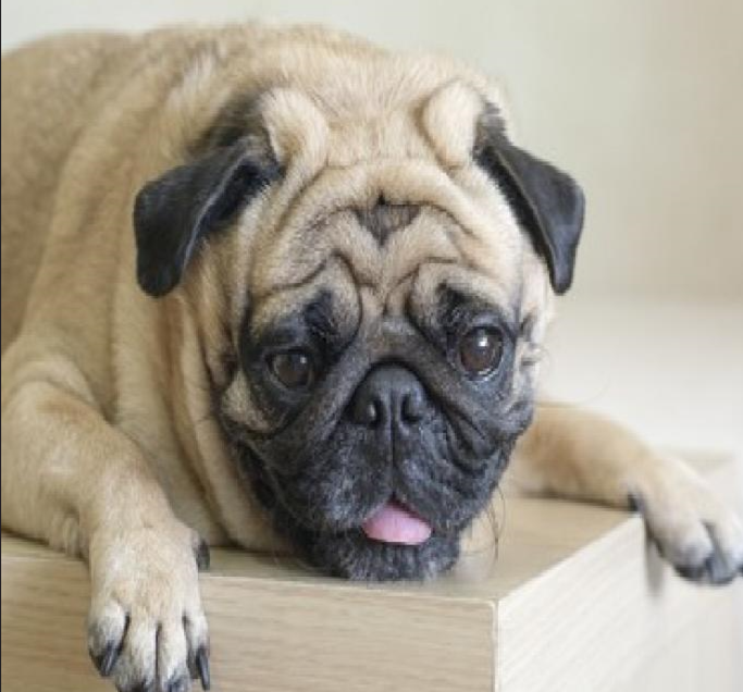 dog-pose Object Detection Dataset by computer engineering