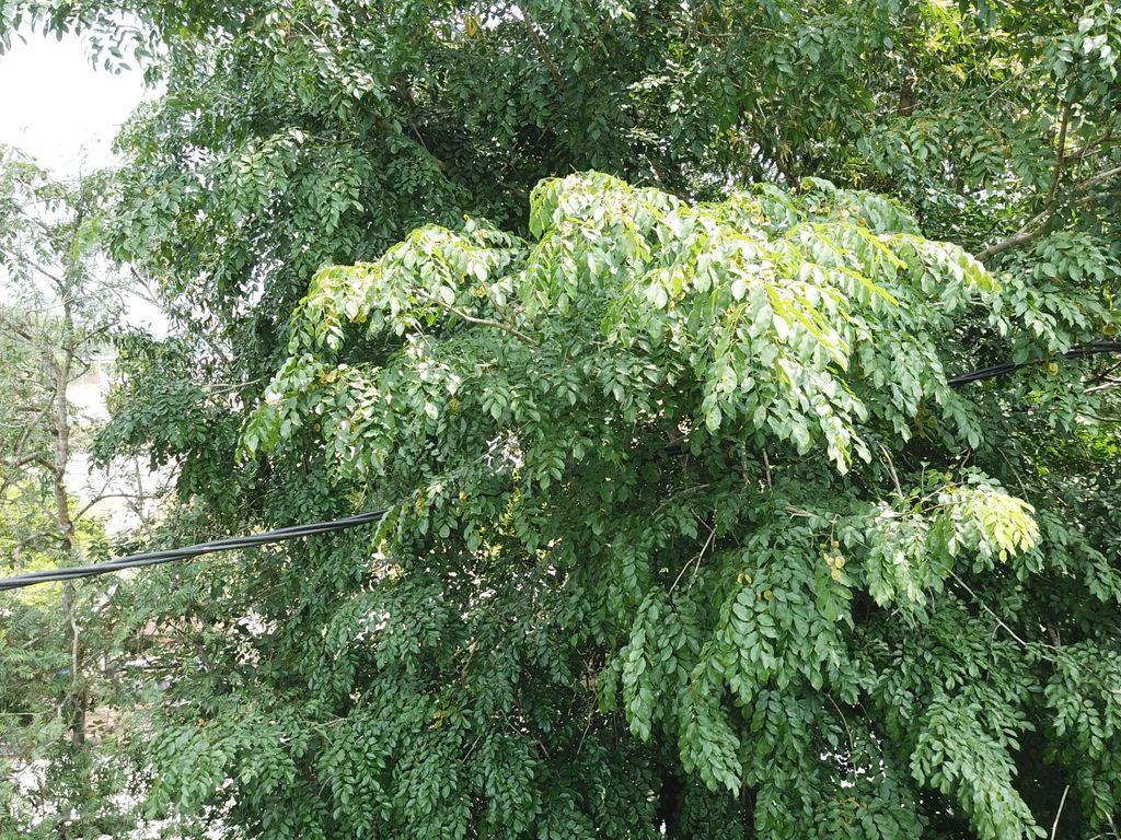 321 Object Detection Model by 22222